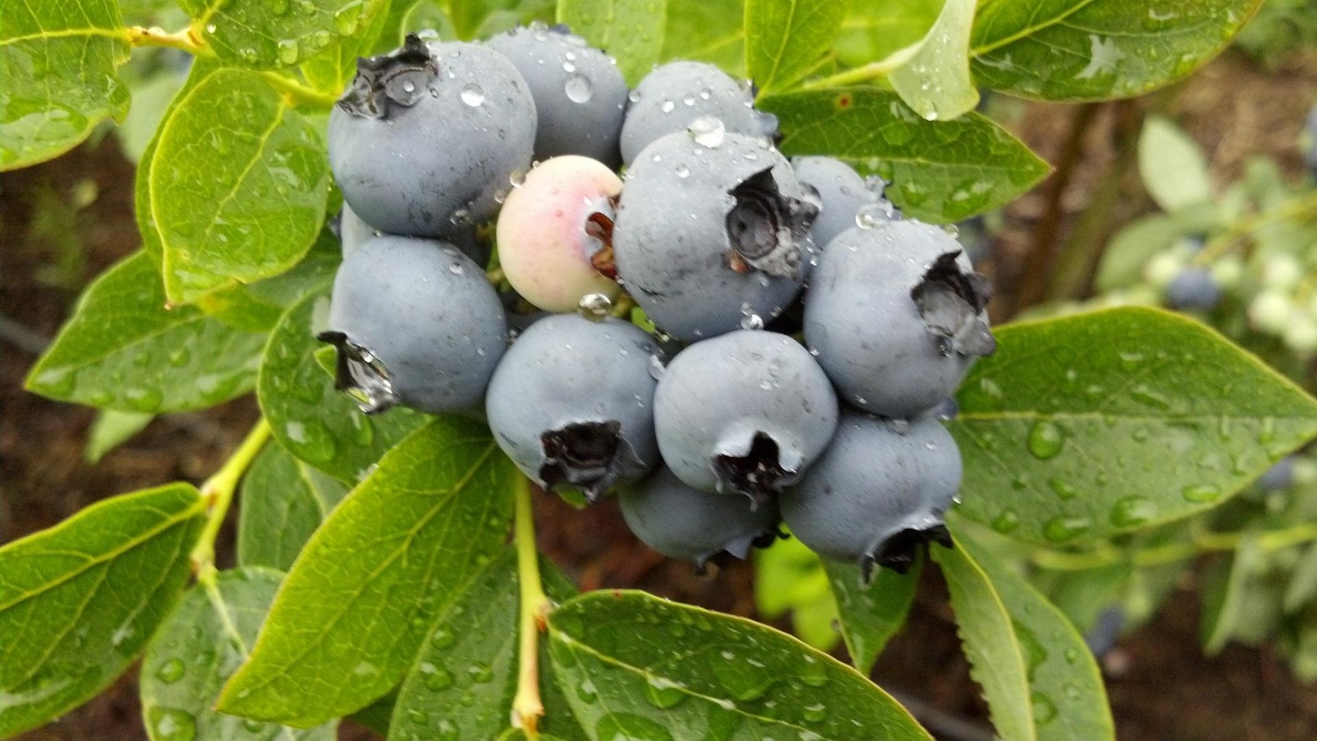 Adams Organic Blueberry Farm | Visit Southwest Michigan