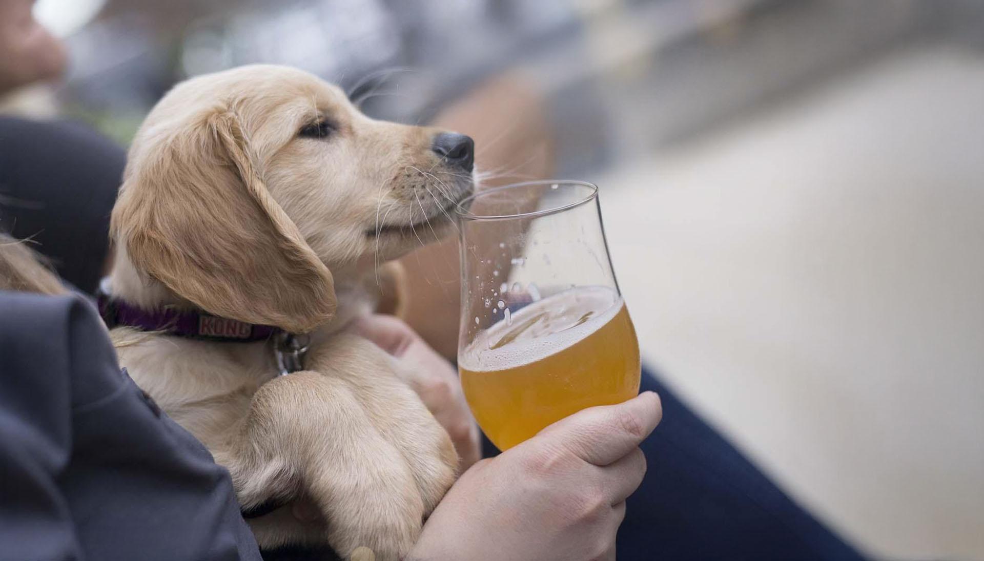 Dog Friendly Stops Along the Makers Trail | Visit Southwest Michigan
