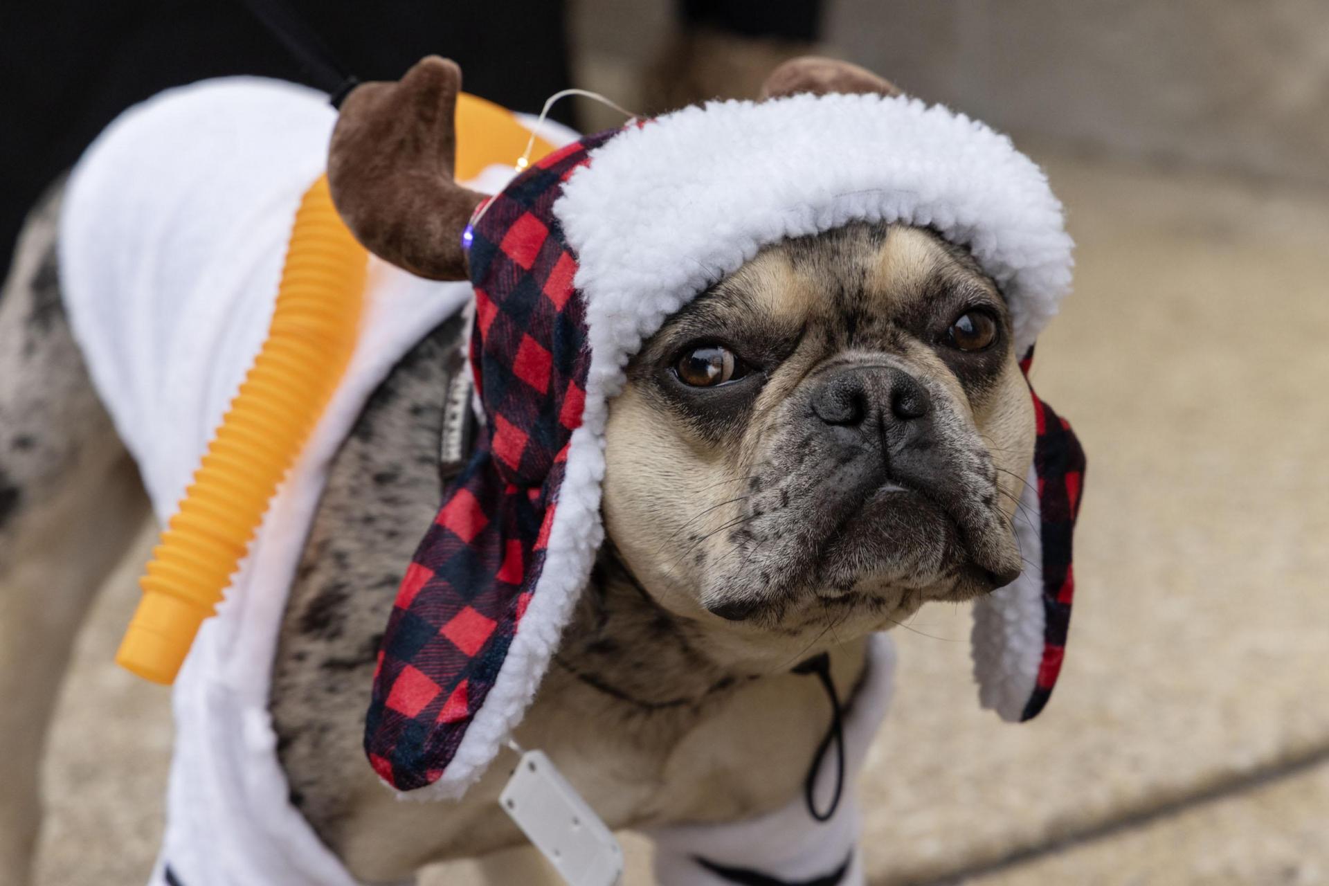 2024 Reindog Parade | Visit Southwest Michigan