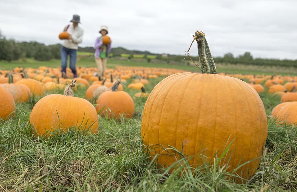 10 tips for picking the perfect pumpkin | Southwestern Michigan Tourist ...
